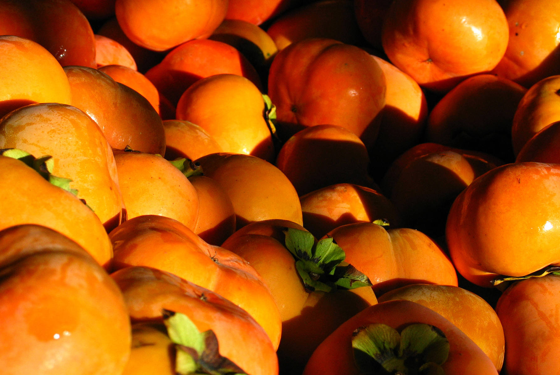 Persimmons Australia Incredible Poh-tential For A Perfect Persimmon ...