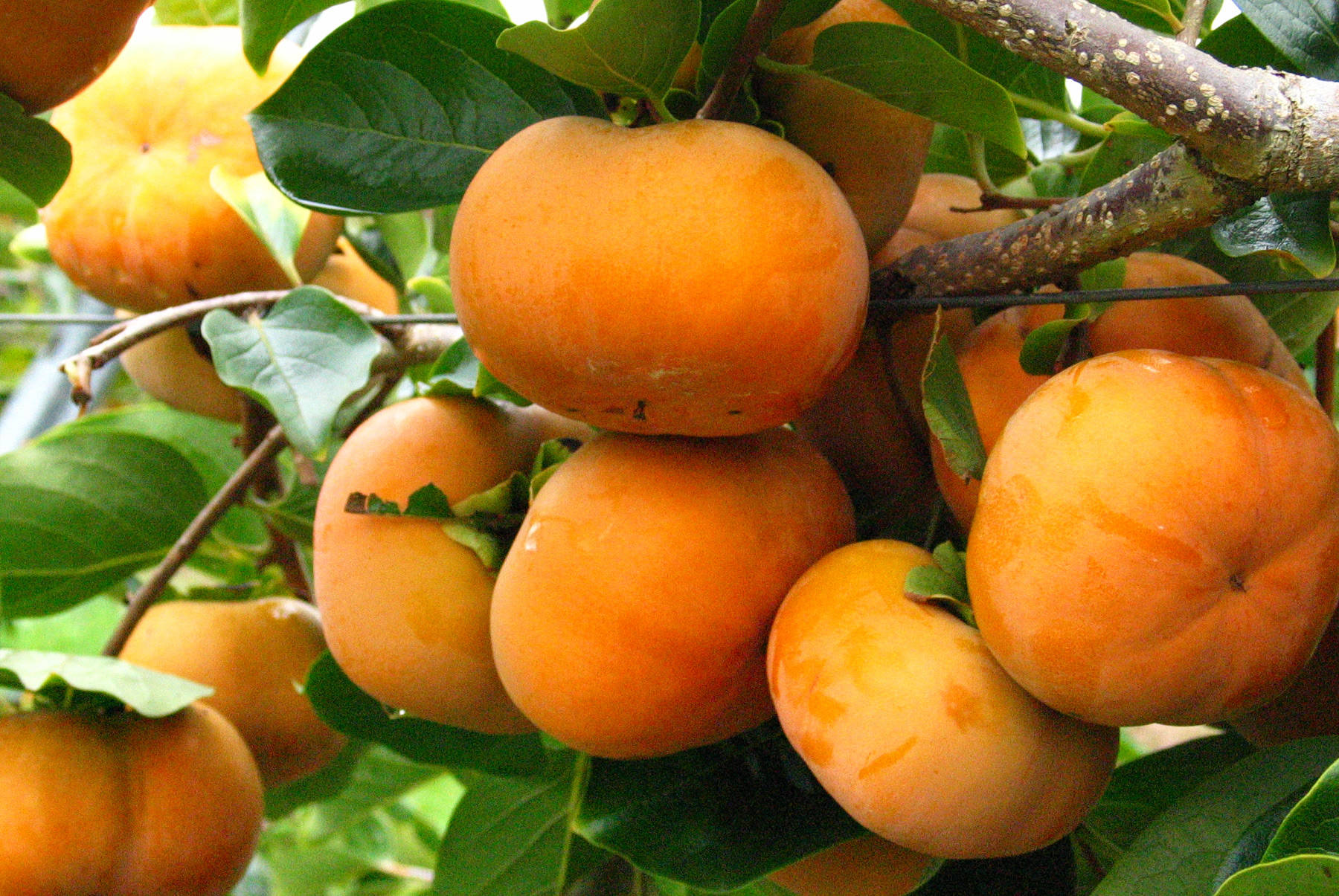 Persimmons Australia Home - Persimmons Australia